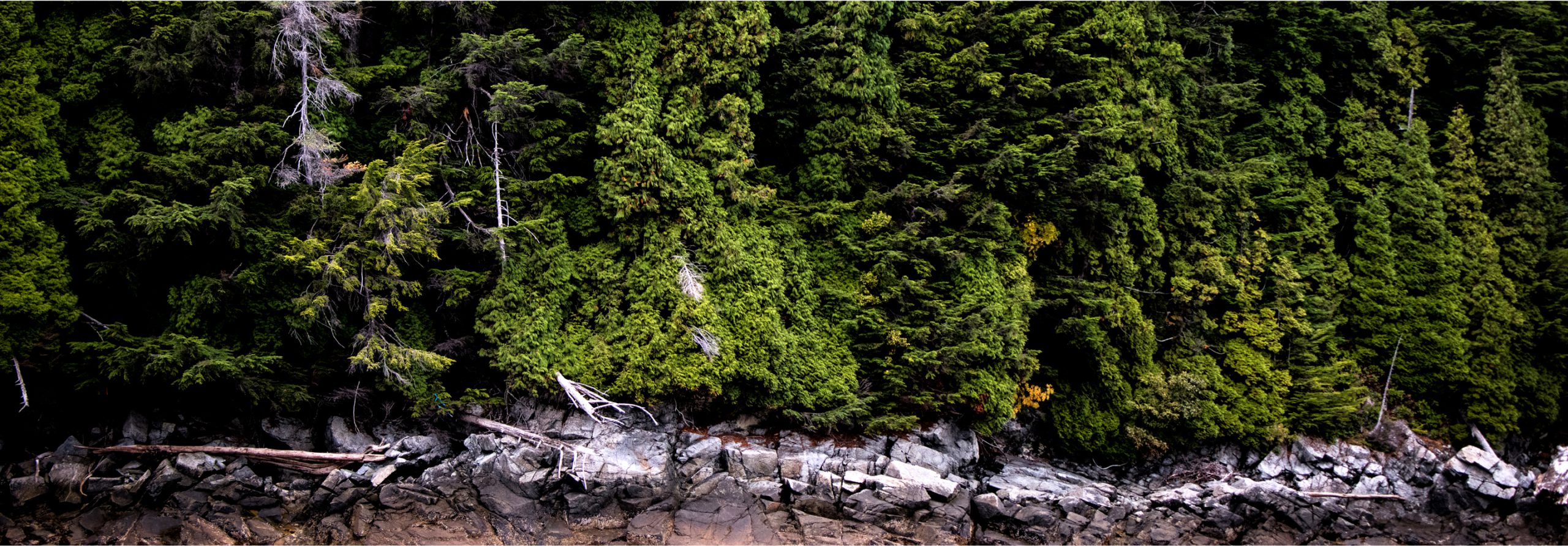 Project Overview - Cedar LNG